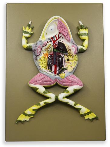 Frog Dissection Model, 17 Inch - Mounted - Ventral Cut | BioLEAP