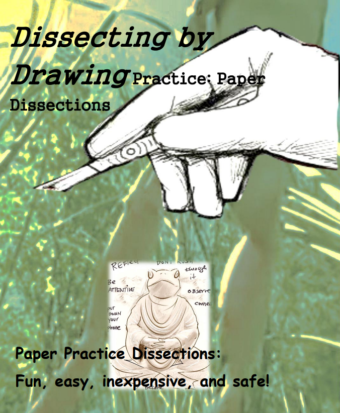 Contemplative Frog Drawing Dissections Bioleap