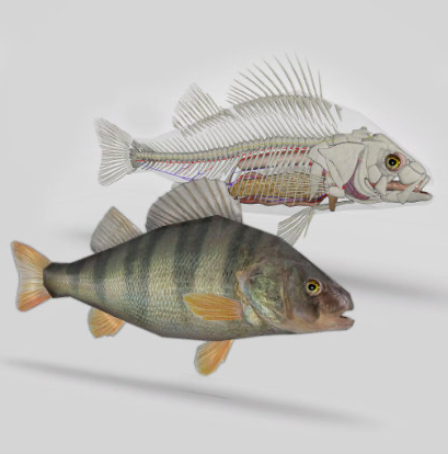 3D Fish Anatomy | BioLEAP