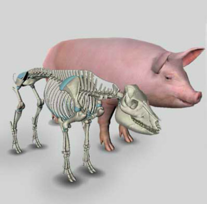 3D Pig Anatomy | BioLEAP