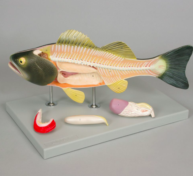 Altay Fish Dissection Model | BioLEAP