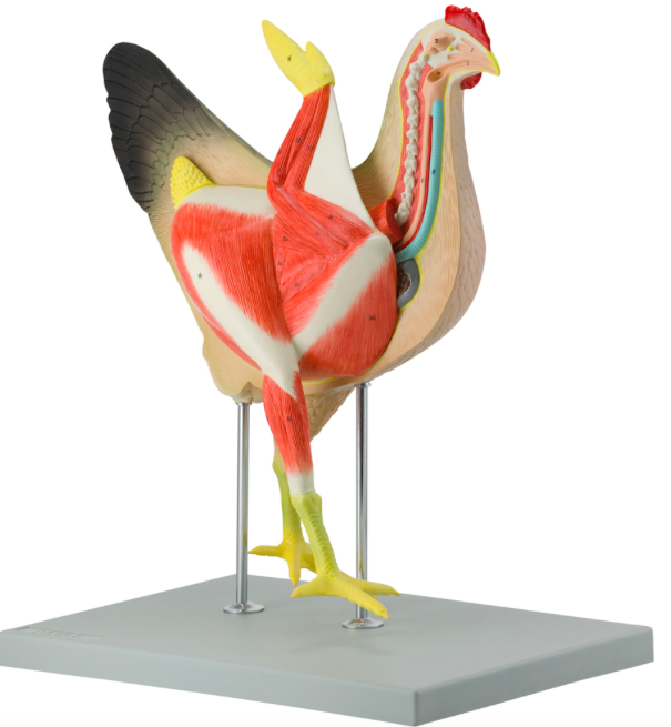 Altay Hen Model | BioLEAP