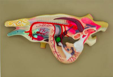 Model Lizard Dissection | BioLEAP