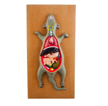 Male Rat Model, 24 Inch - Mounted | BioLEAP