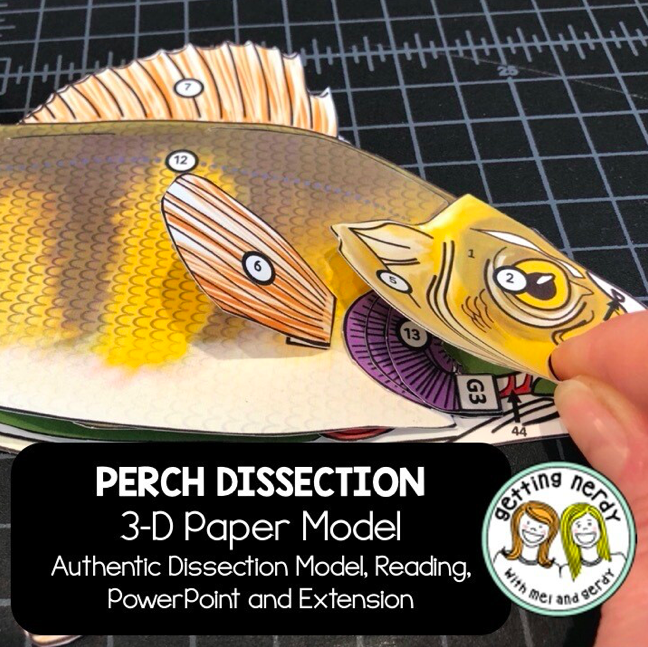 Perch Paper Dissection - Scienstructable 3D Dissection Model | BioLEAP