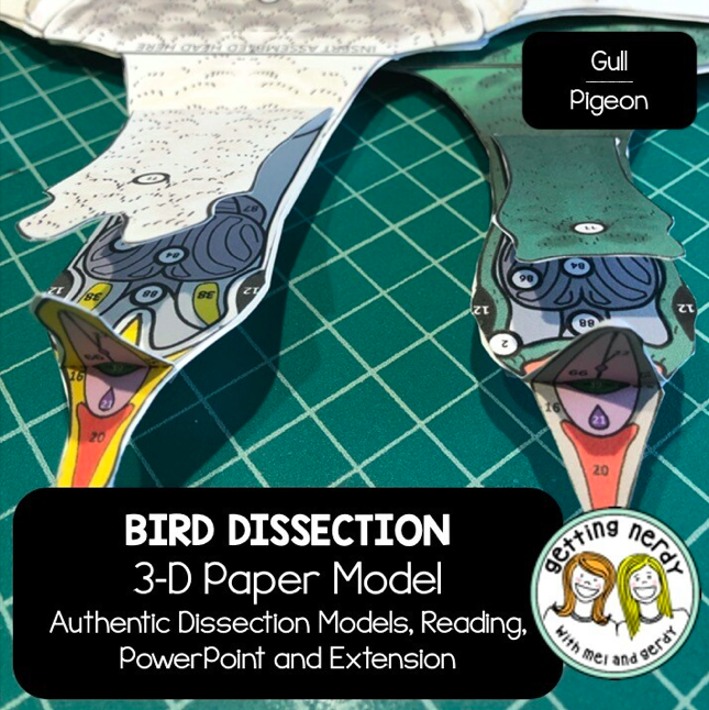 Bird Paper Dissection - Scienstructable 3D Dissection Model | BioLEAP