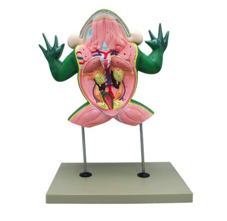 Frog Model, 15 Inch - Mounted | BioLEAP
