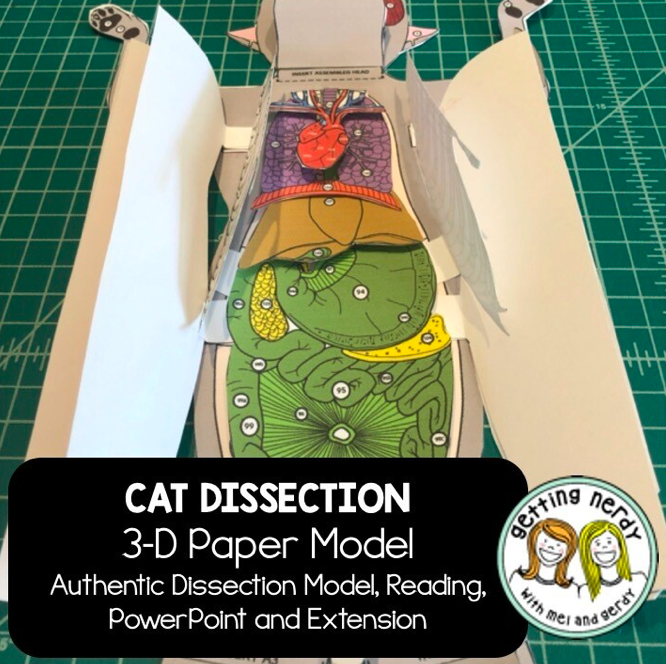 Cat Paper Dissection - Scienstructable 3D Dissection Model | BioLEAP