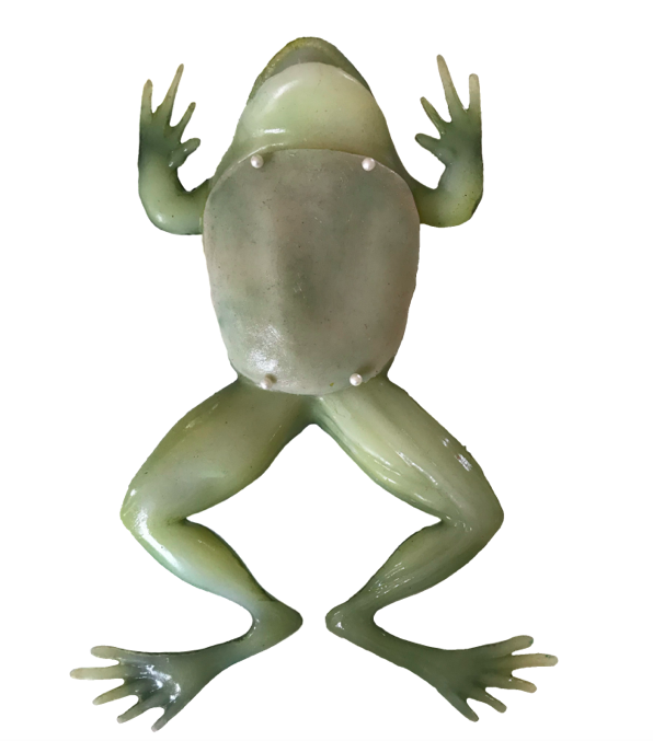 Frog Dissection Model | BioLEAP