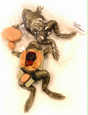 Frog Dissection Training Manikin | BioLEAP