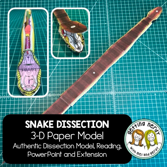 Snake Paper Dissection - Scienstructable 3D Dissection Model | BioLEAP