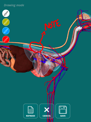 Visual Anatomy – Canine | BioLEAP