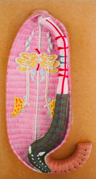 Earthworm Dissection Model | BioLEAP