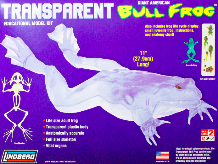 Transparent Bullfrog Model Kit | BioLEAP