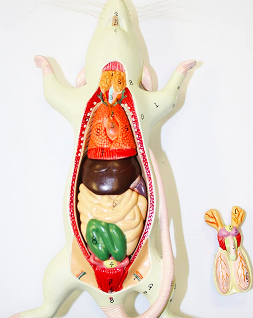 Rat Dissection Model | BioLEAP