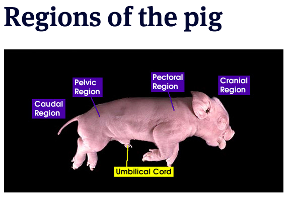 Virtual Fetal Pig Dissection | BioLEAP
