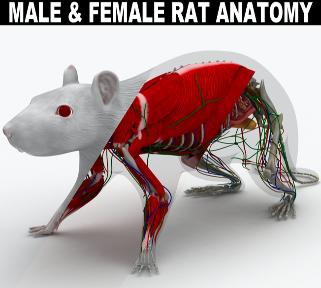 Male & Female Rat Anatomy | BioLEAP
