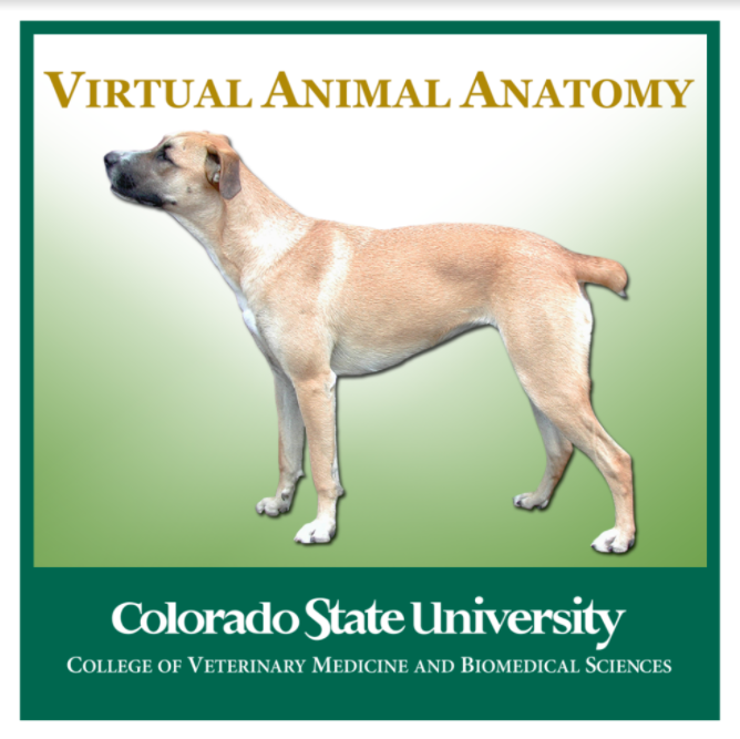 Colorado State Virtual Canine Anatomy 🐶 IVALA Learn | 3D Veterinary
